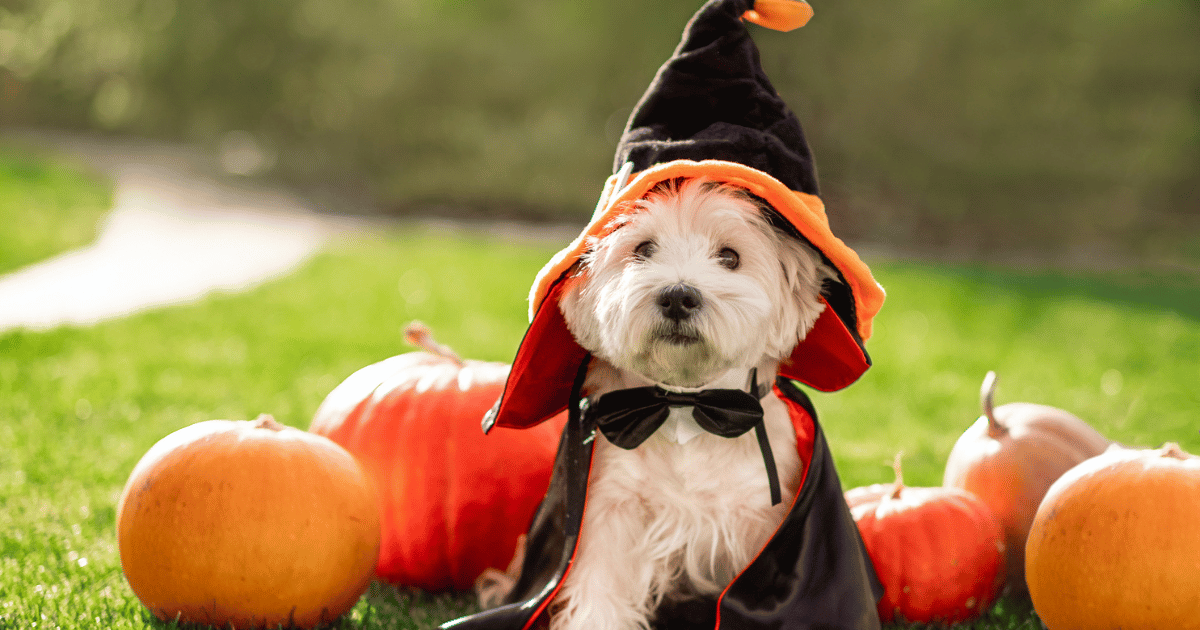 42 Best Dog Costumes for Halloween 2024