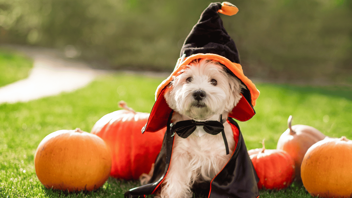 42 Best Dog Costumes for Halloween 2024