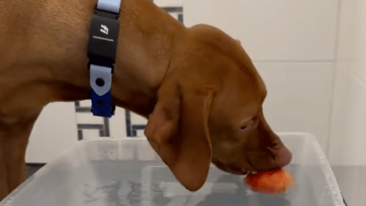 Dog Flaunts Bobbing Skills in Viral Apple Challenge Video - DogTime