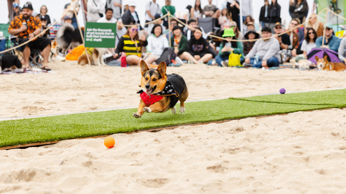 Corgi Beach Day 2024 Brings Halloween Spirit to Huntington Dog Beach ...