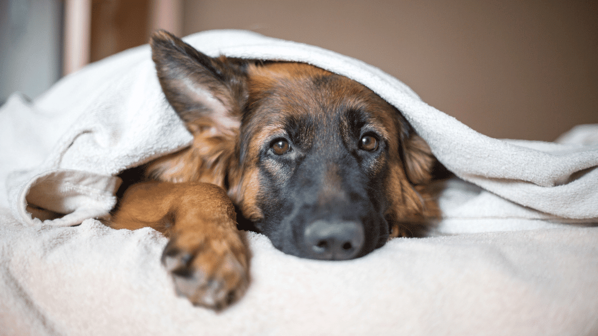 7 Best Dog Blankets to Keep Your Furry Friend Comfy and Cozy