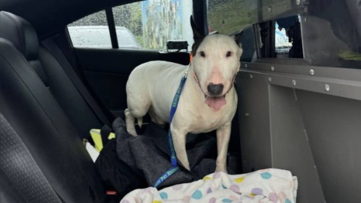 Tampa Troopers Save Helpless Dog Left to Die in Hurricane Milton - DogTime