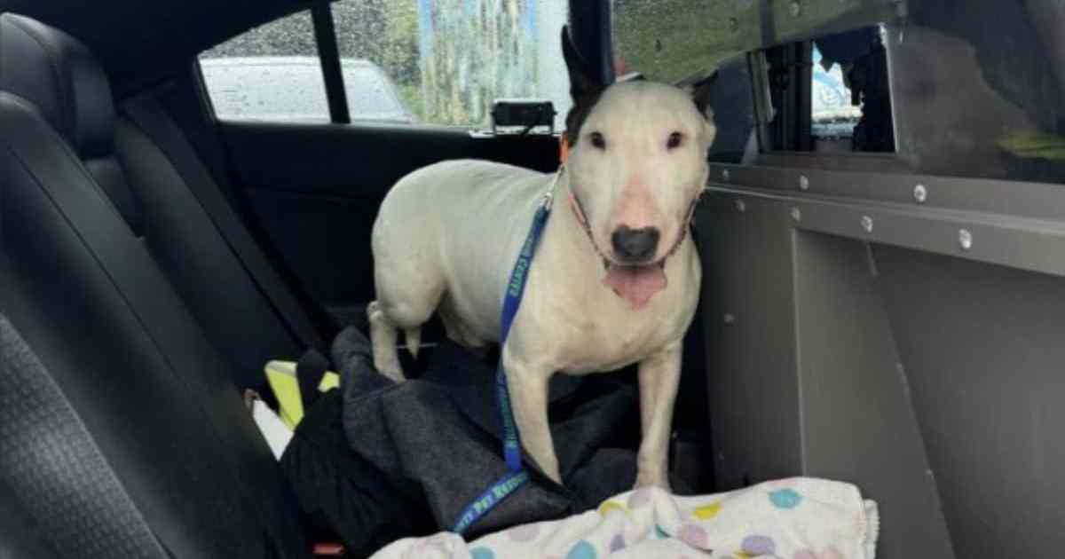 Tampa Troopers Save Helpless Dog Left to Die in Hurricane Milton - DogTime