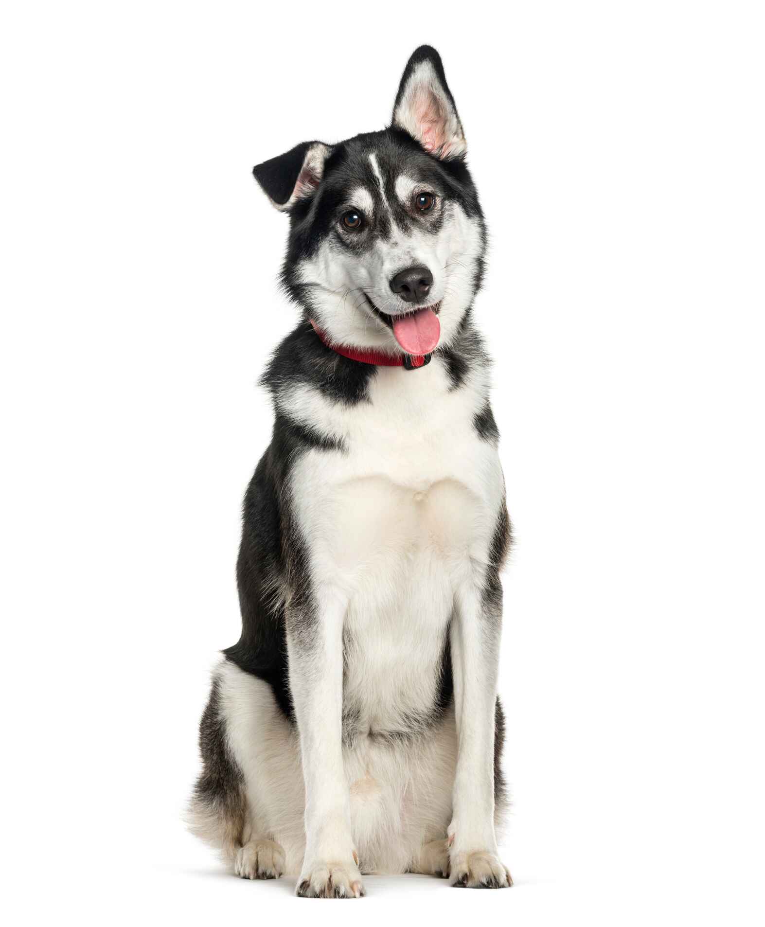Labsky Dog Breed Information & Characteristics