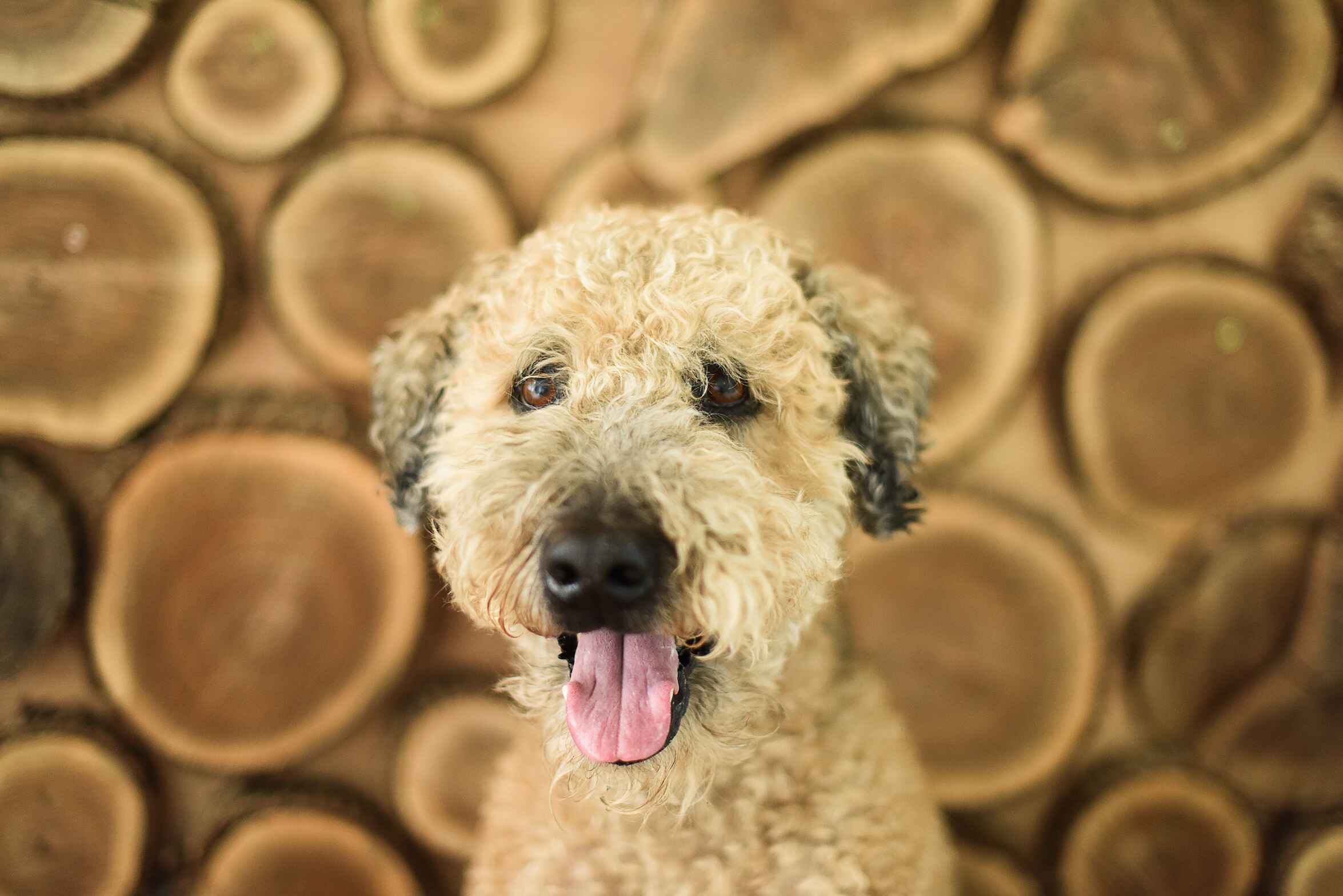 Whoodle Dog Breed Information & Characteristics