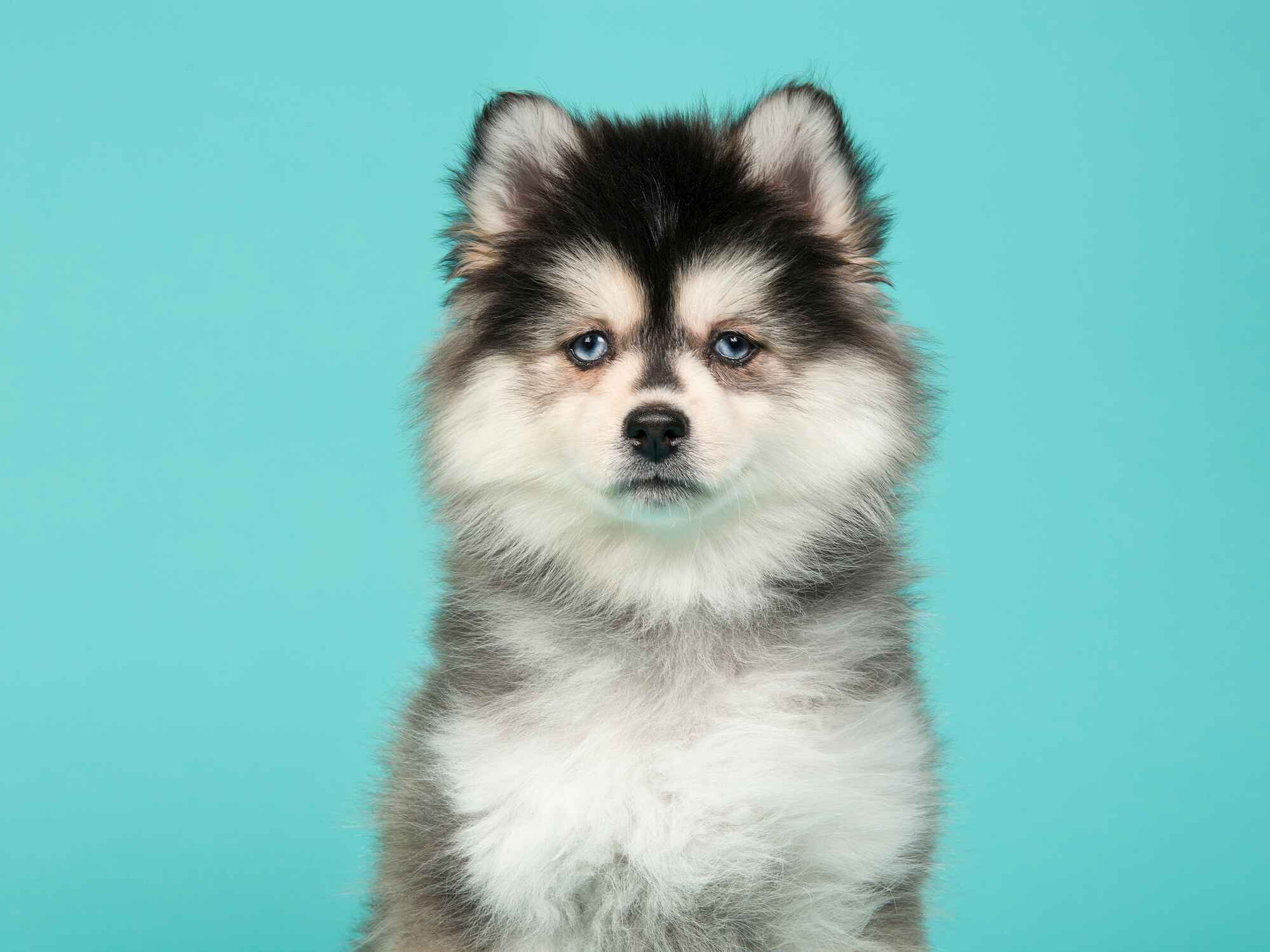 Pomsky Dog Breed Information & Characteristics