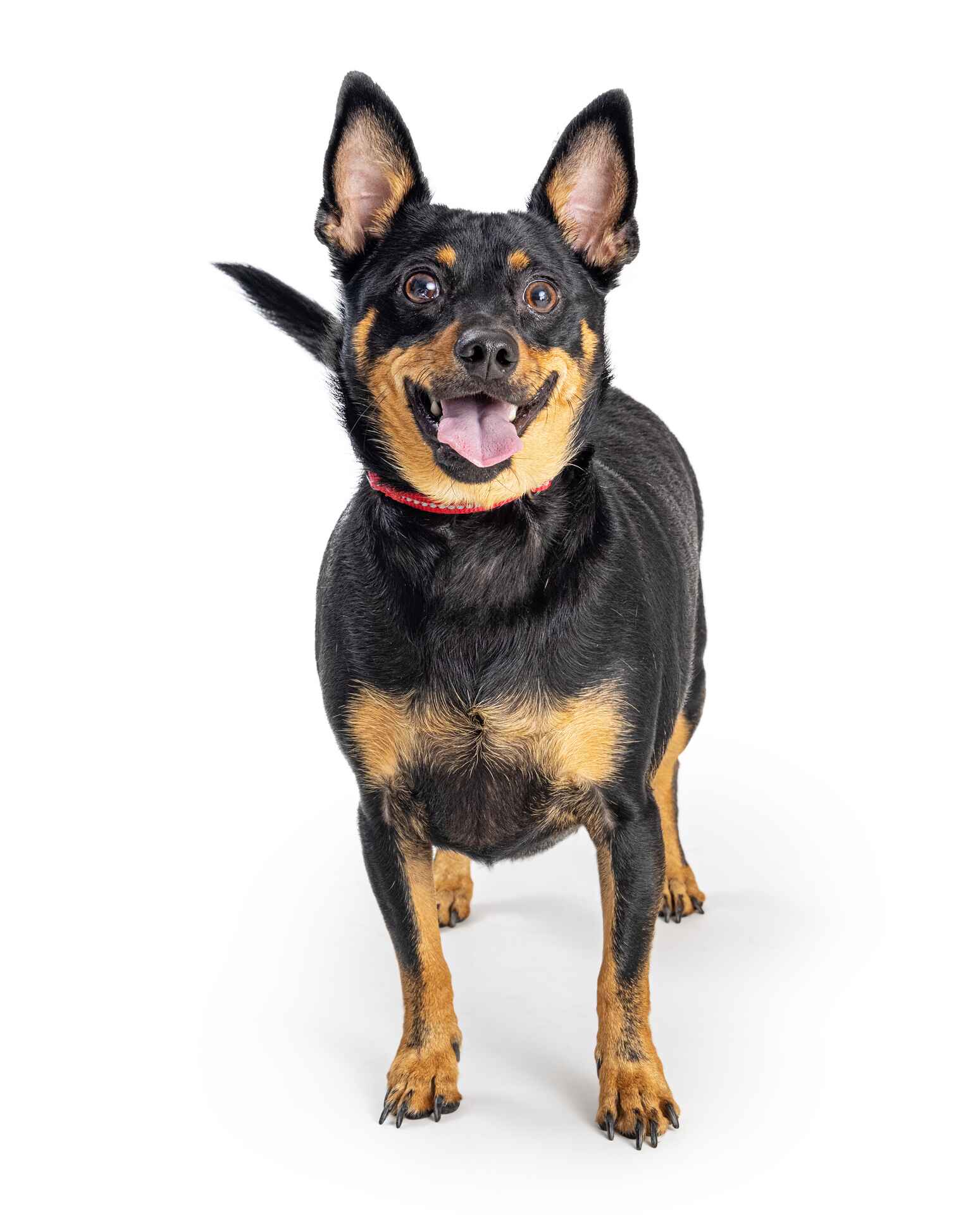Chipin Dog Breed Information & Characteristics
