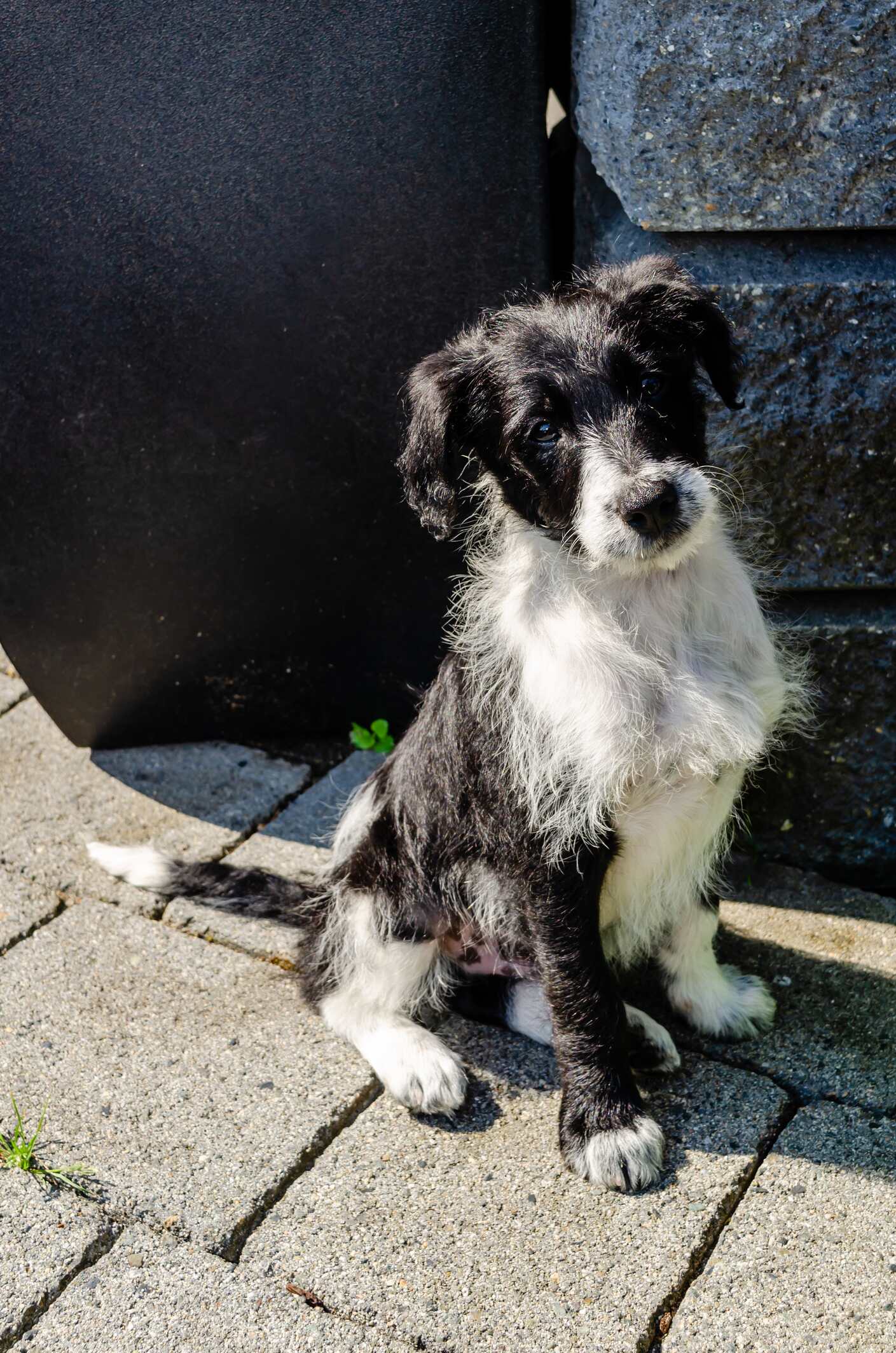 Bordoodle Dog Breed Information & Characteristics
