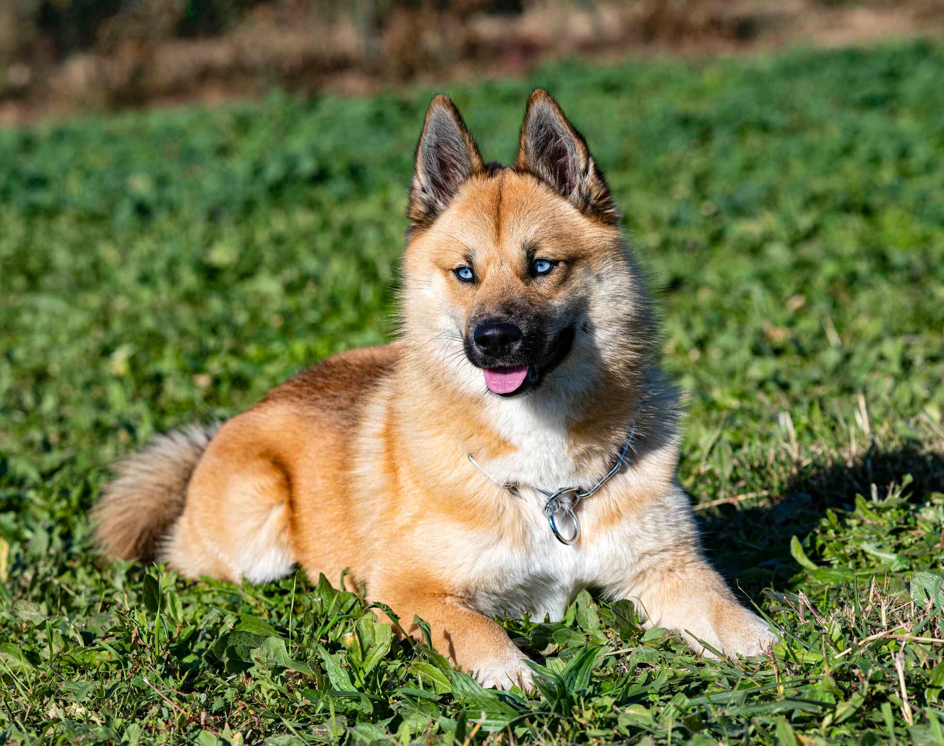 Pomsky Dog Breed Information & Characteristics