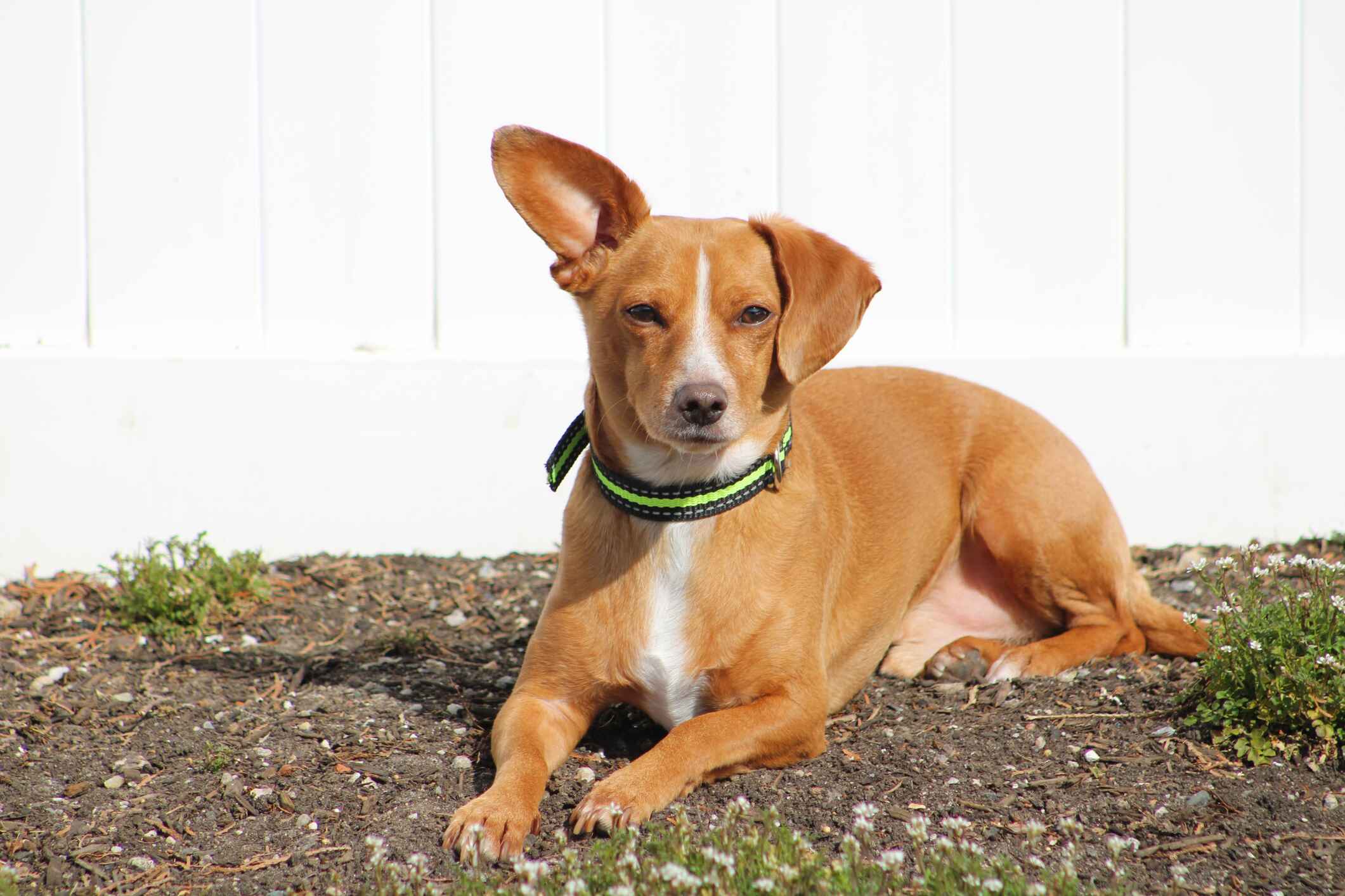 Chiweenie Dog Breed Information & Characteristics
