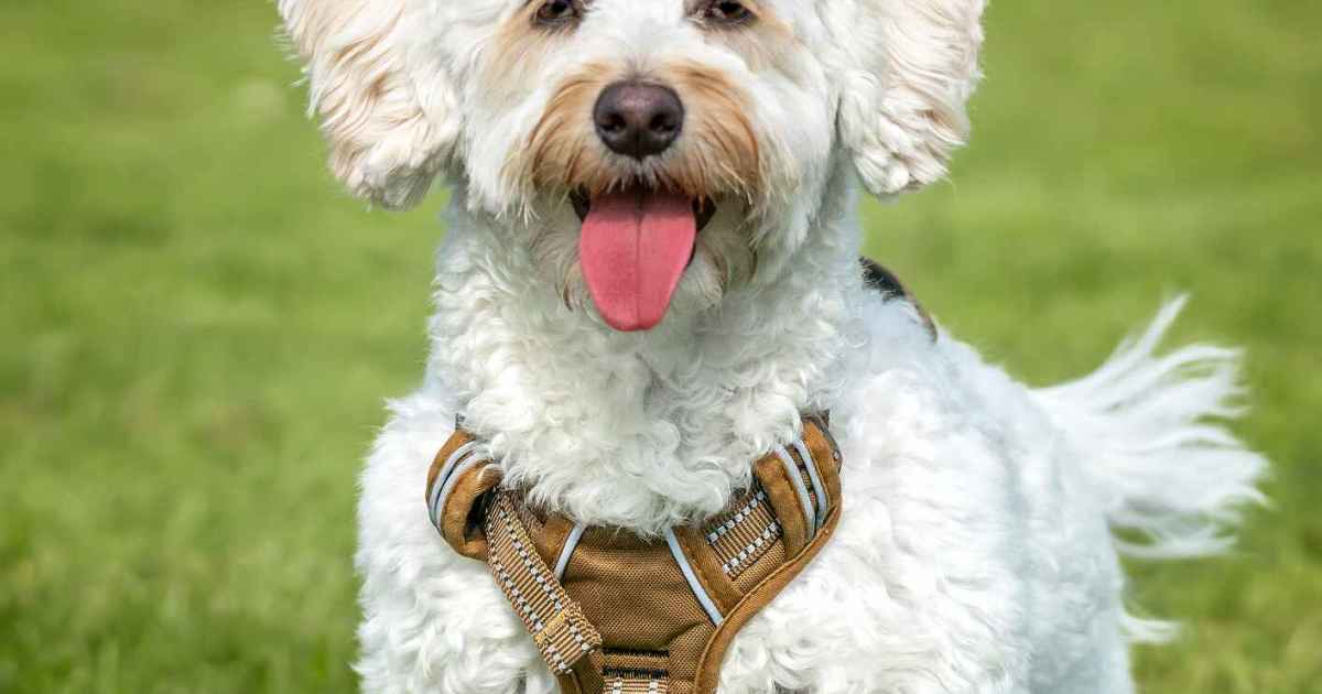 Poochon Dog Breed Information & Characteristics