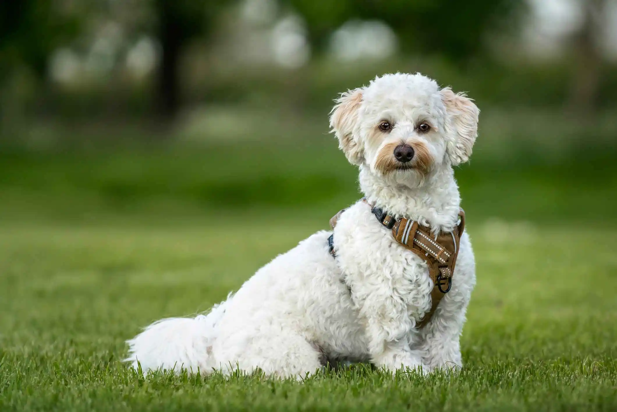 Poochon Dog Breed Information & Characteristics