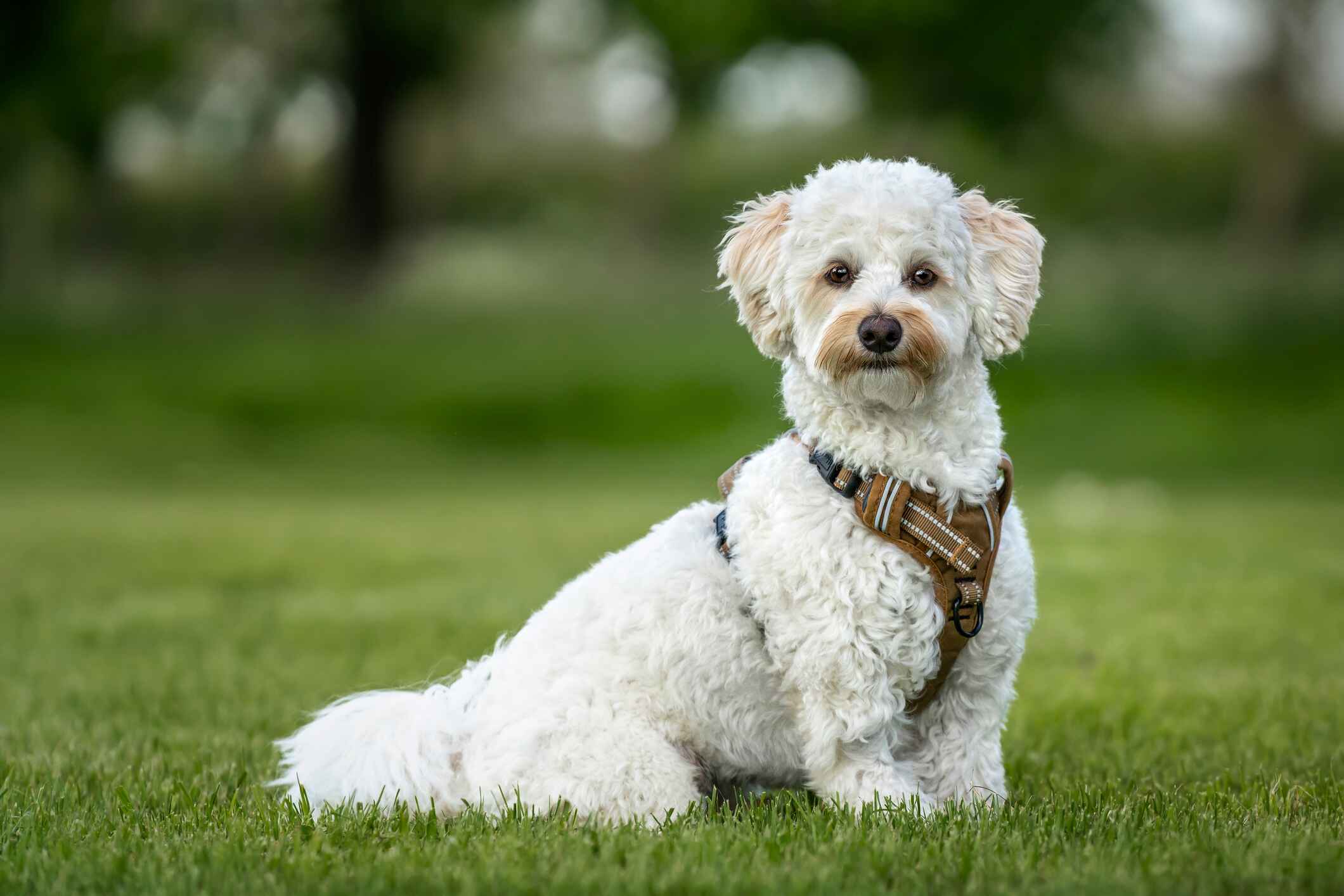 Poochon Dog Breed Information & Characteristics
