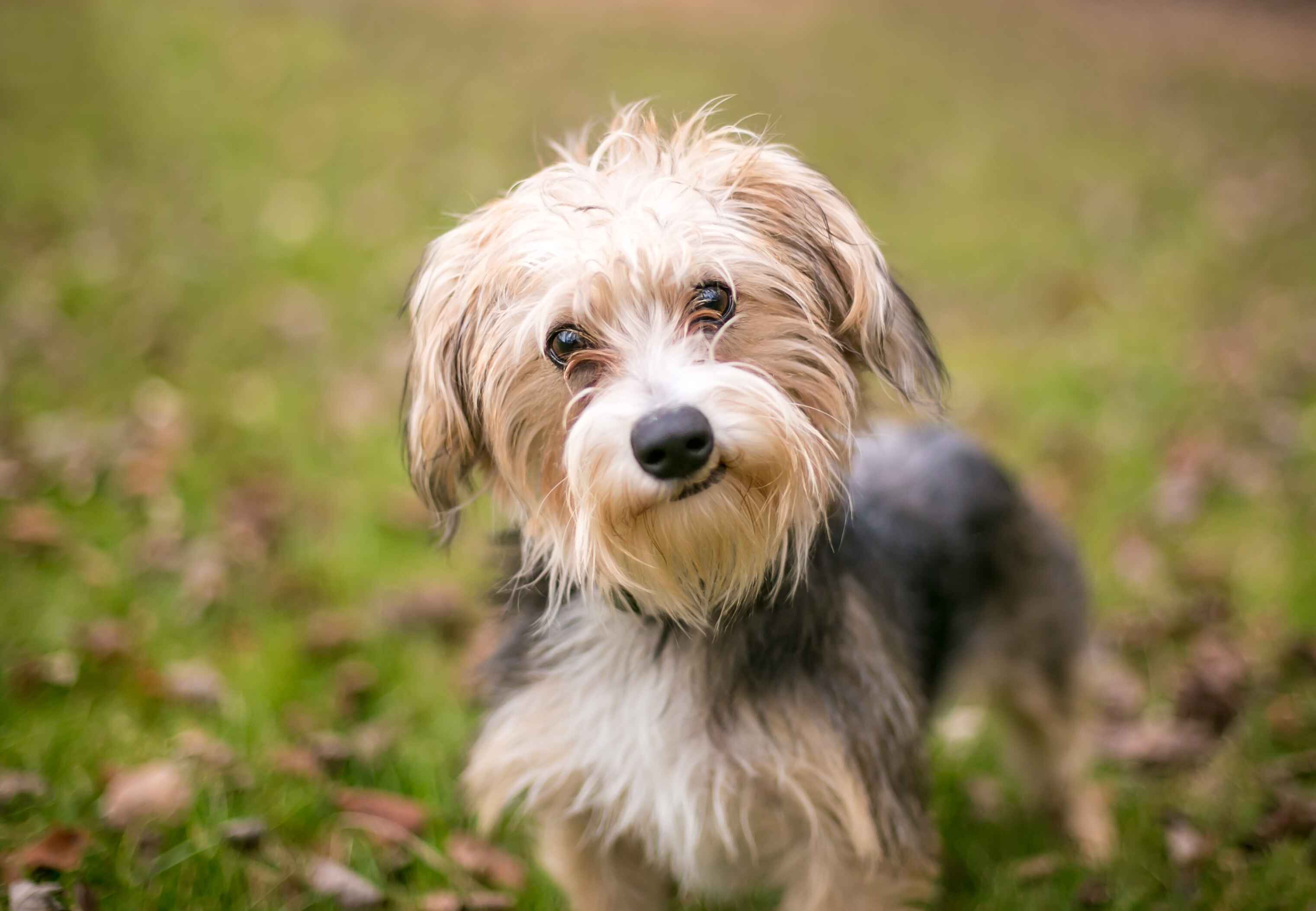 Morkie Dog Breed Information & Characteristics