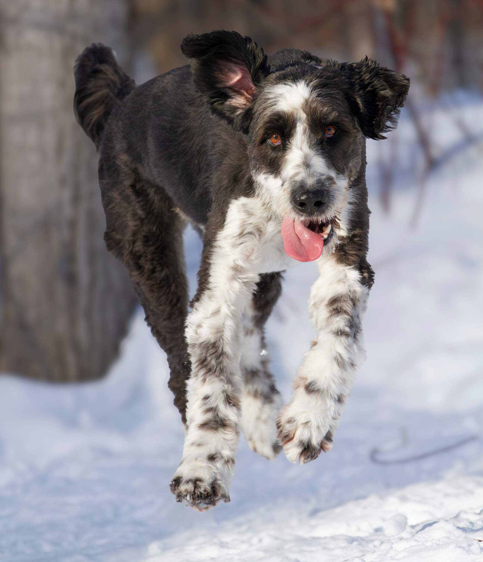 Bordoodle Dog Breed Information & Characteristics