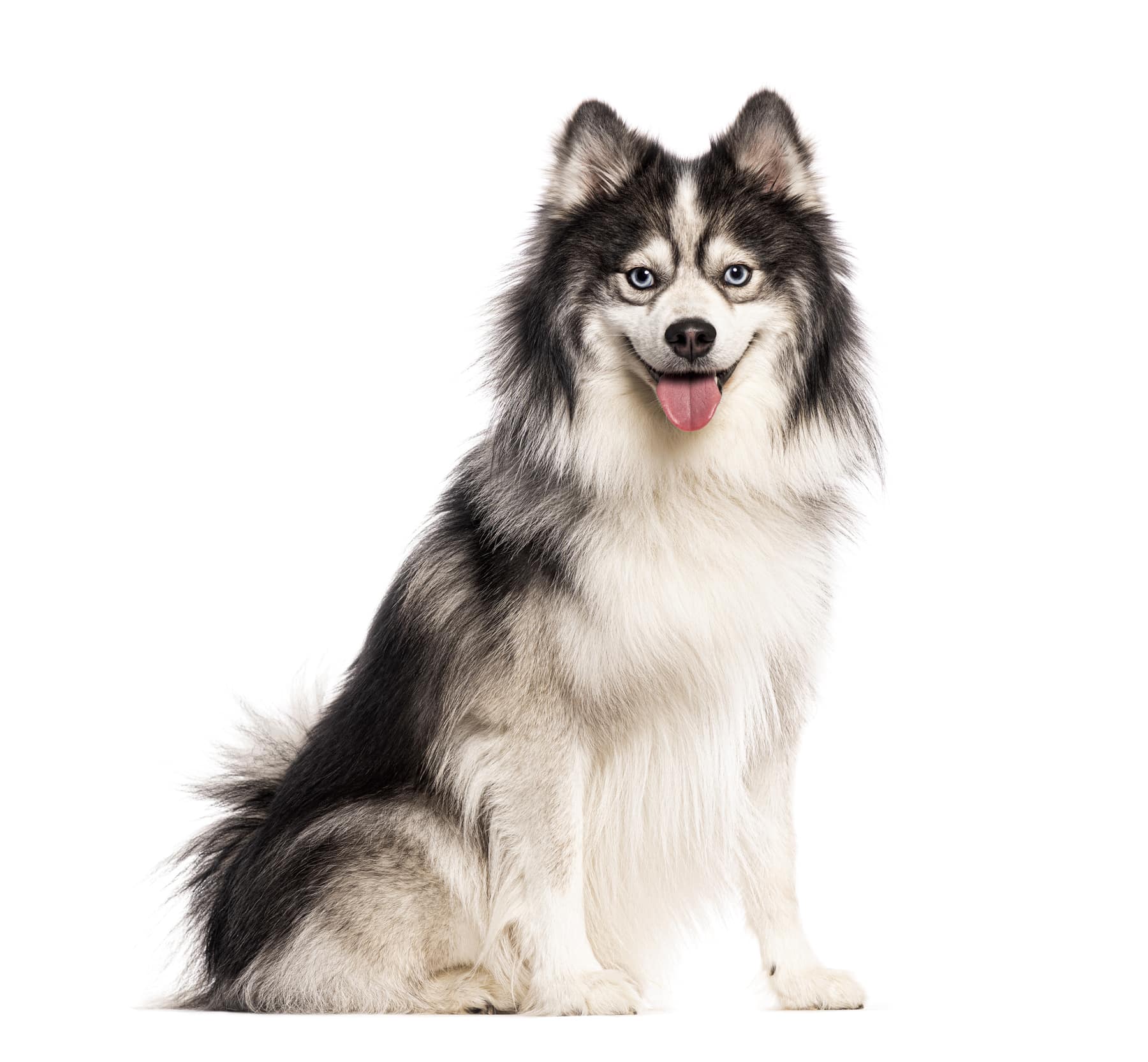 Pomsky Dog Breed Information & Characteristics