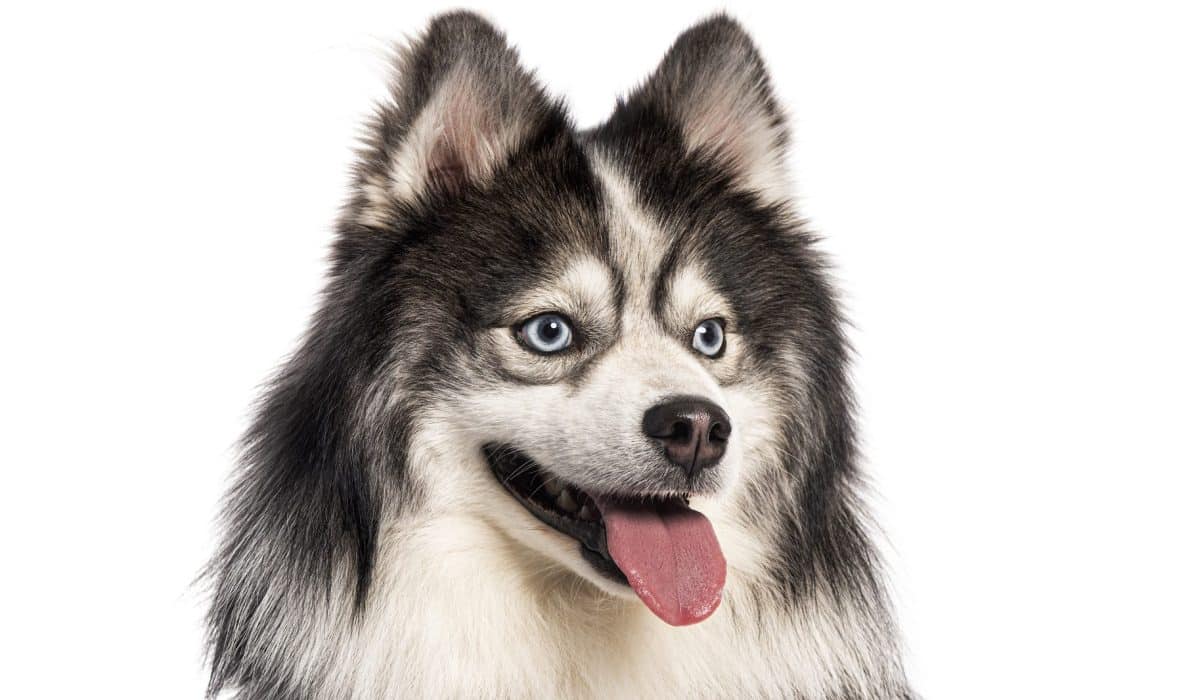 Pomsky Dog Breed Information & Characteristics