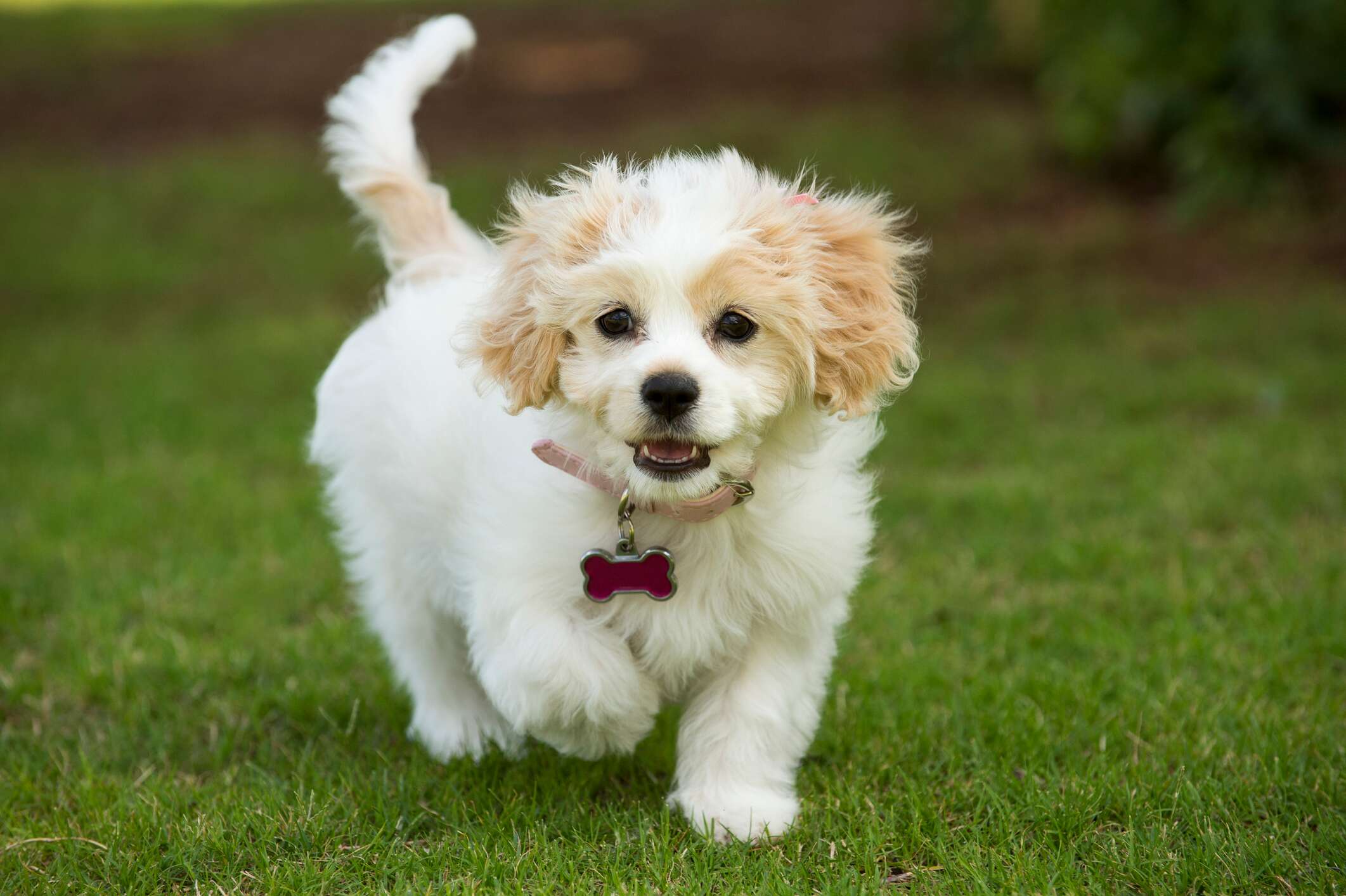 Cavachon Dog Breed Information & Characteristics