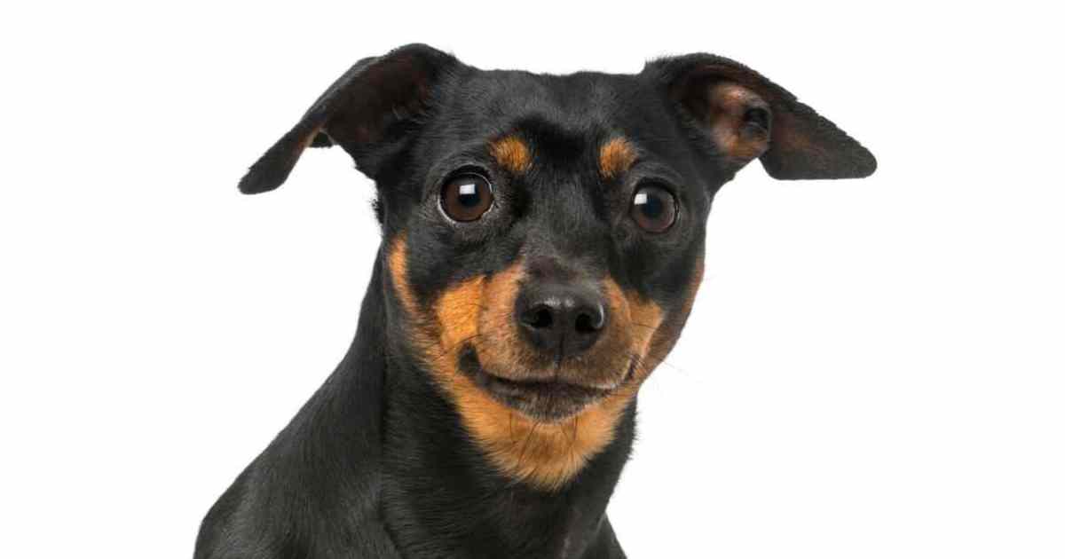 Chipin Dog Breed Information & Characteristics