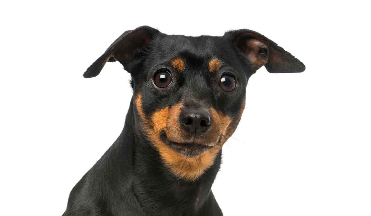 Chipin Dog Breed Information & Characteristics