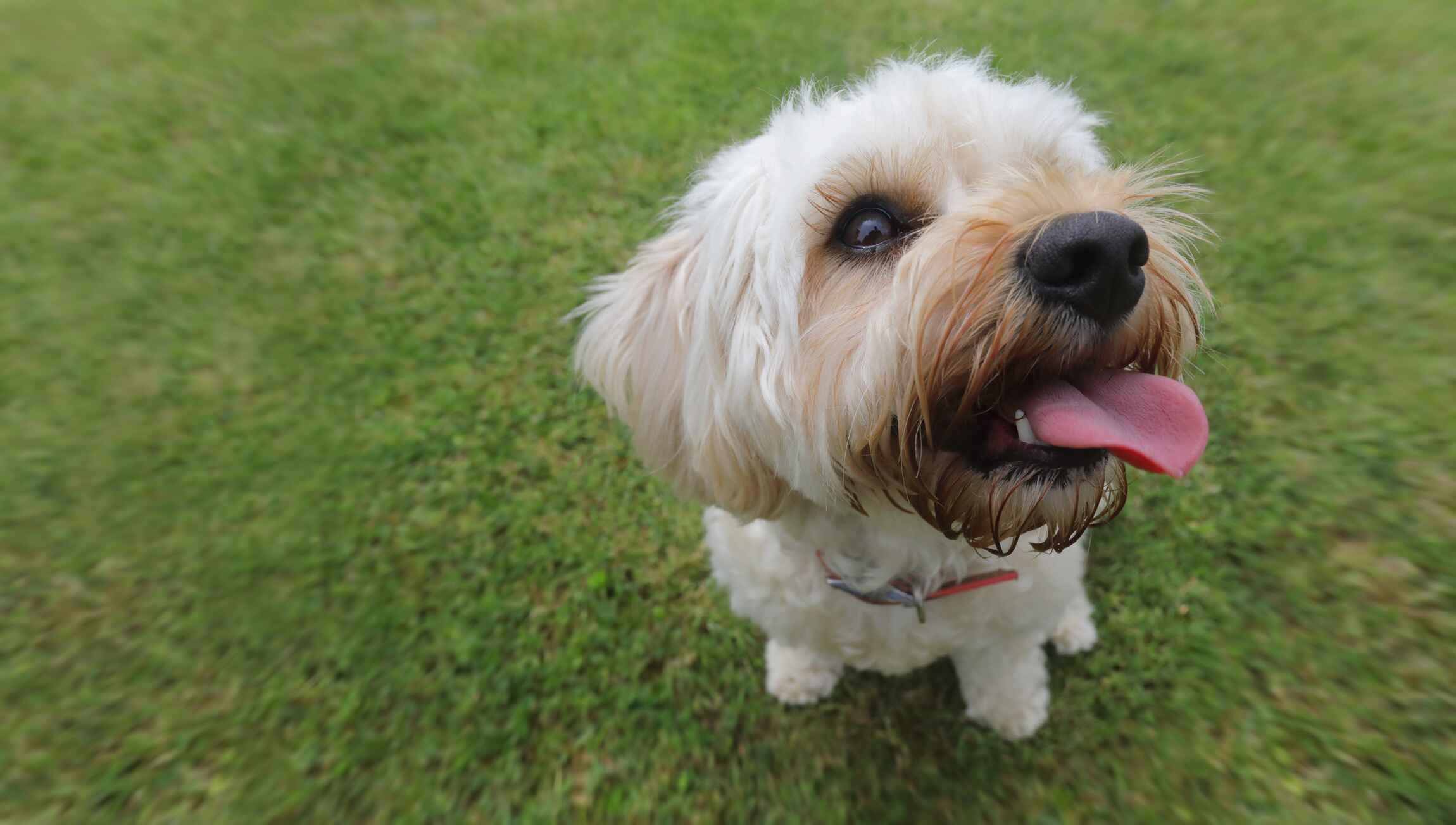 Poochon Dog Breed Information & Characteristics