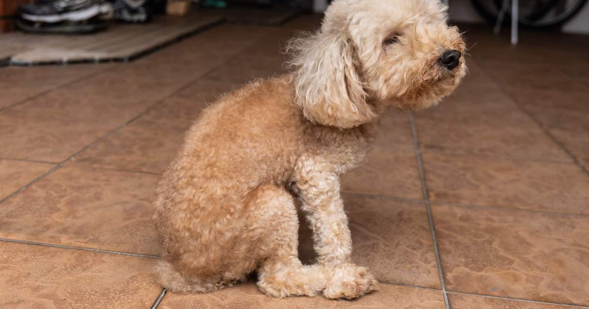 Why Your Dog Is Dragging Their Butt and Scooting