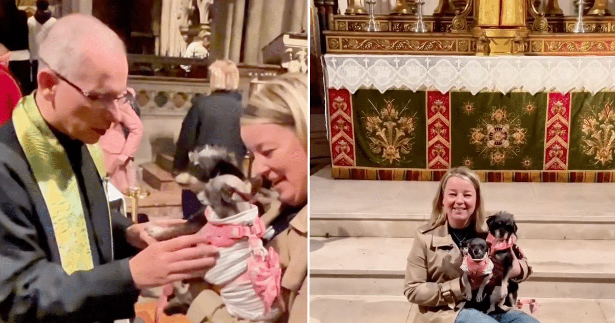Pet Parents Gather With Dogs at London Church for Special Blessing ...