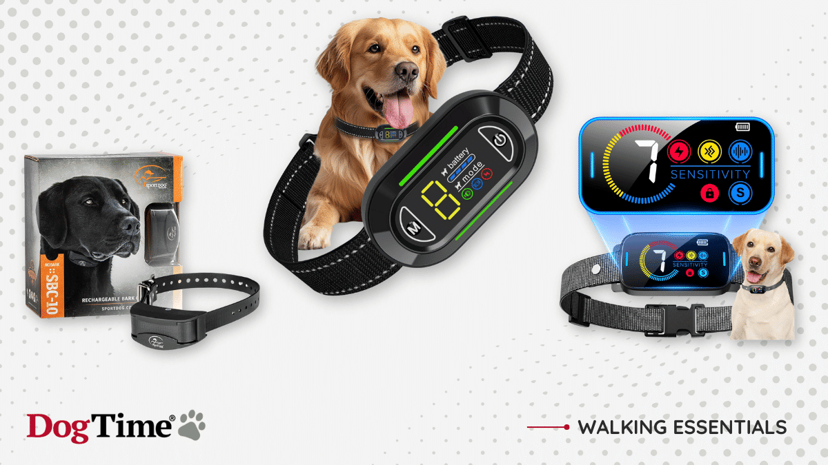 Best Human Dog Beds for the Ultimate Cuddle Fest