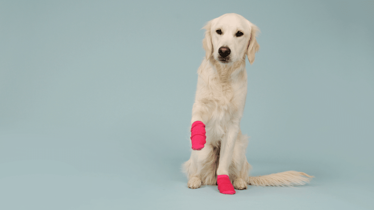 9 Best Dog Socks to Keep Your Fur Baby Cozy in 2024