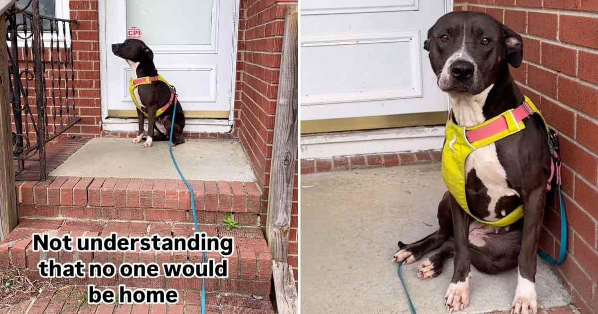 Dog Brings Rescuer Back to Where She Was Left Behind - DogTime