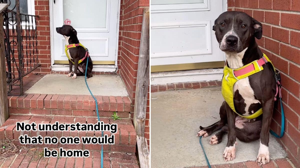 Dog Brings Rescuer Back to Where She Was Left Behind - DogTime