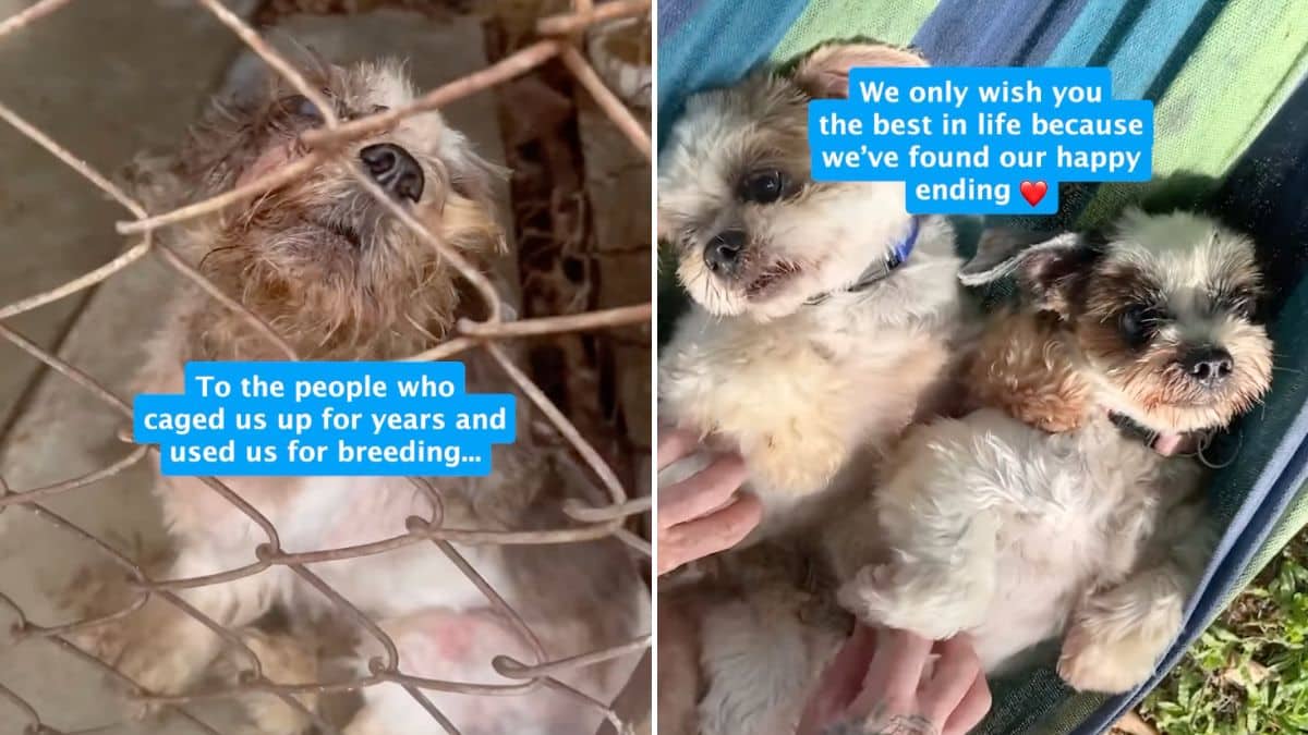 Caged Dogs Used for Breeding Run Free in Touching Video - DogTime
