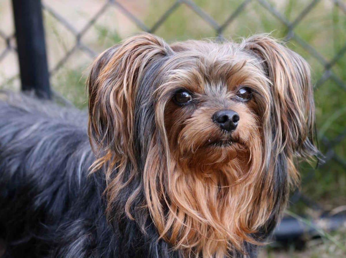 Yorkipoo Dog Breed Information & Characteristics