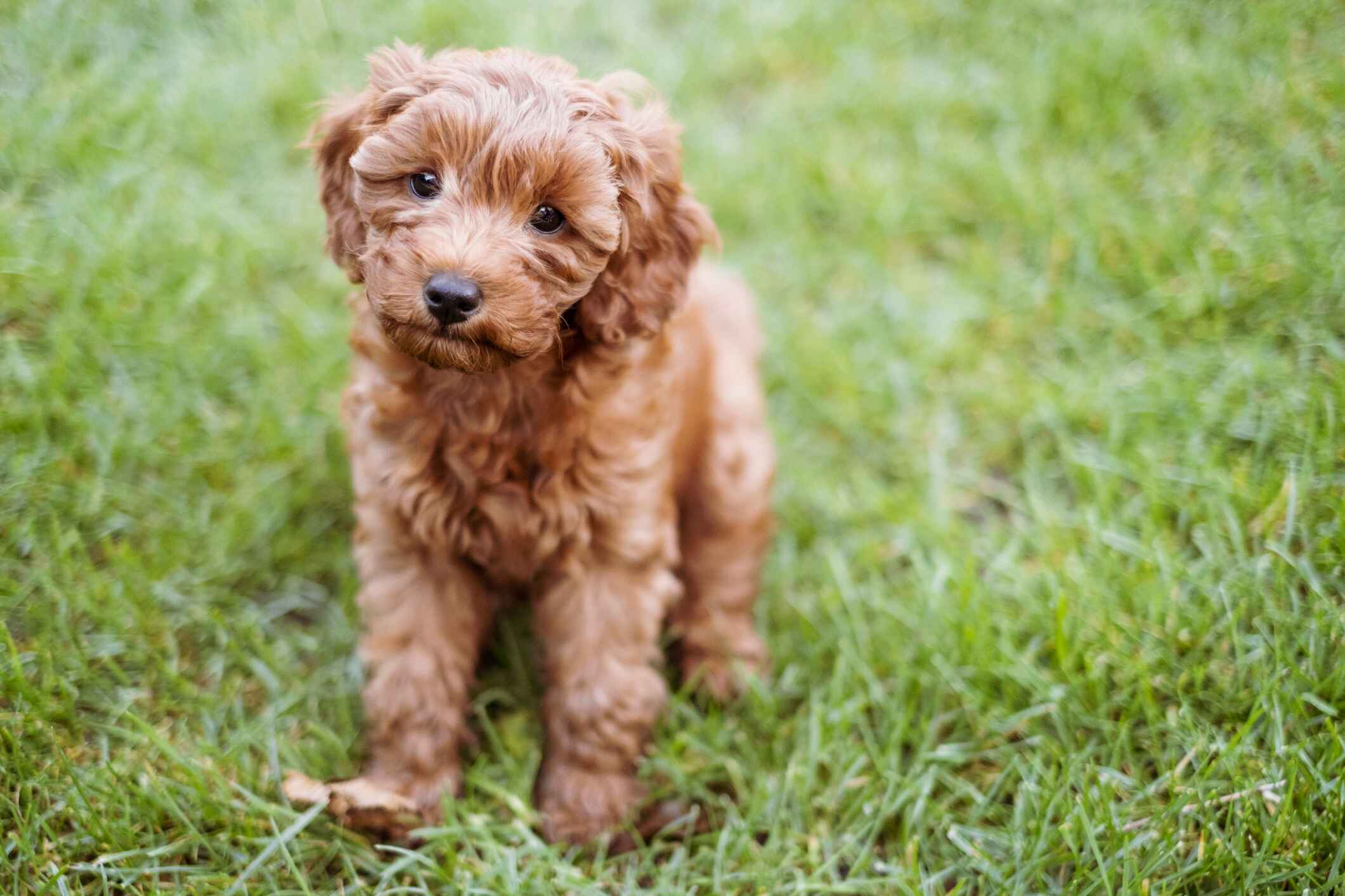 Cavapoo Dog Breed Information and Characteristics