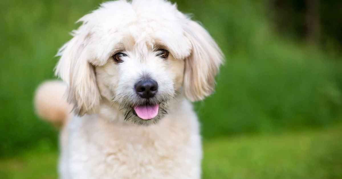 Pomapoo Dog Breed Information & Characteristics