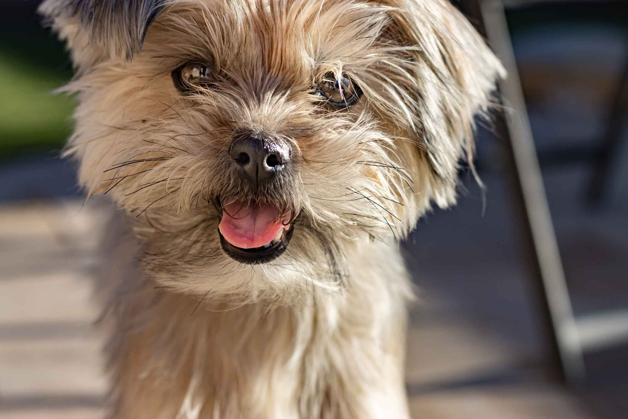 Shorkie Dog Breed Information & Characteristics
