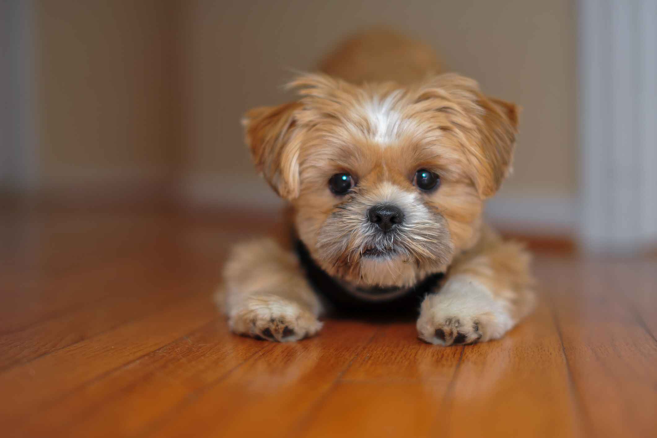 Shorkie Dog Breed Information & Characteristics