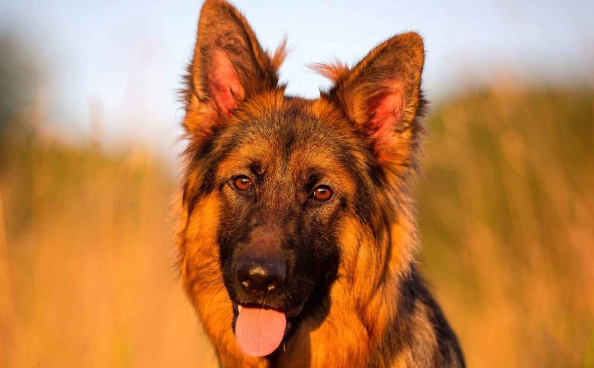 Shiloh Shepherd Dog Breed Information & Characteristics