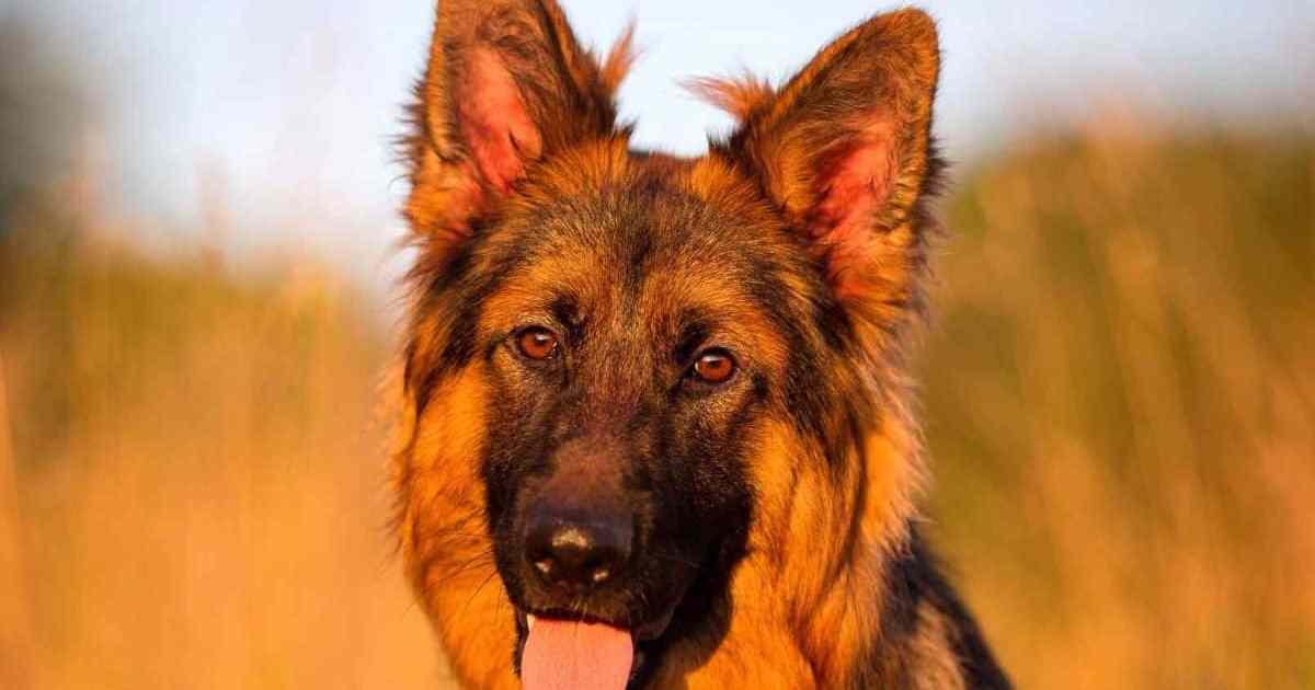 Shiloh Shepherd Dog Breed Information & Characteristics