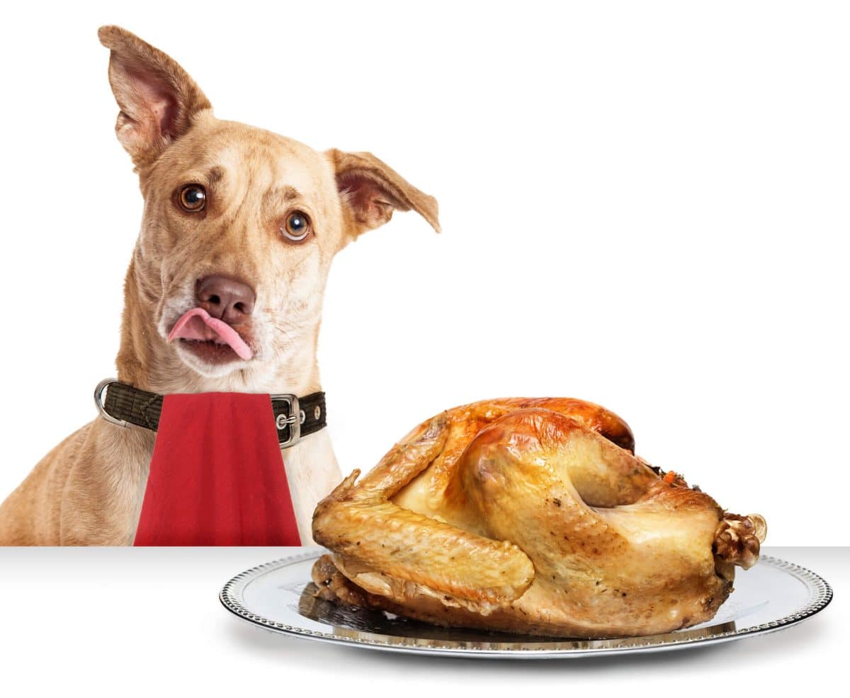 Can Dogs Eat Turkey? Is Turkey Safe for Dogs?