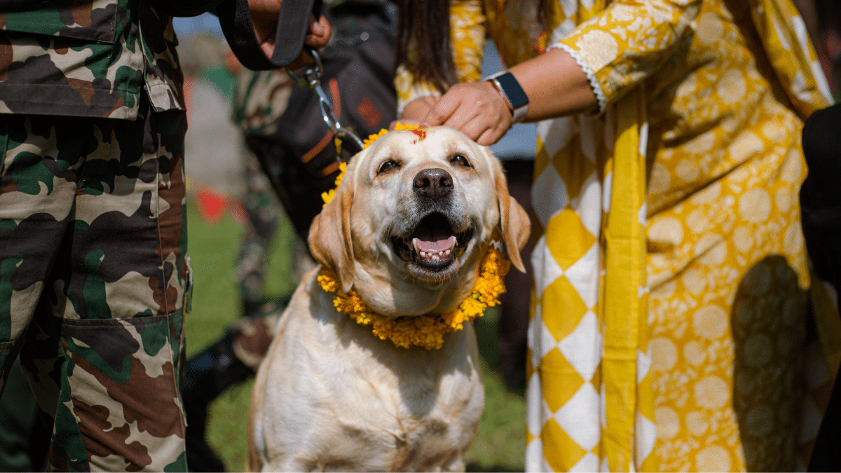 Dogs Celebrated Across Nepal During Tihar Festival - DogTime