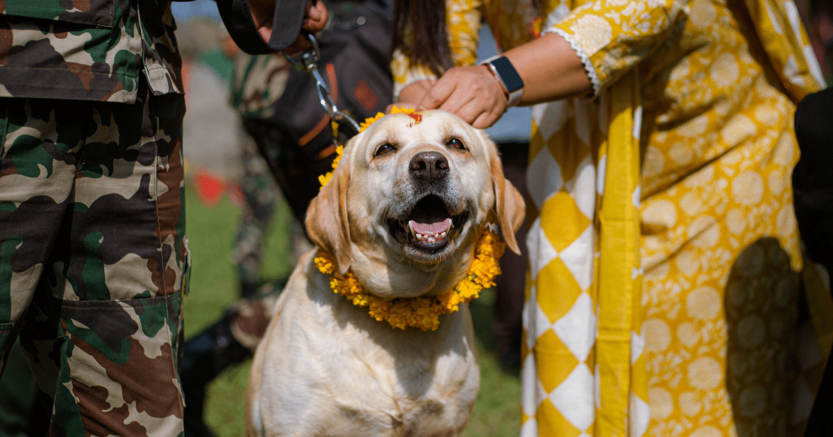 Dogs Celebrated Across Nepal During Tihar Festival - DogTime
