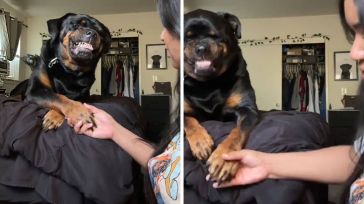 DogTime