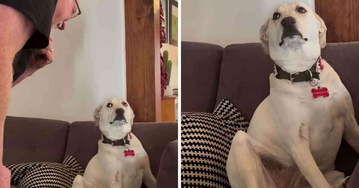 Dog Makes It Very Clear She Loves the Sofa in Viral Video - DogTime