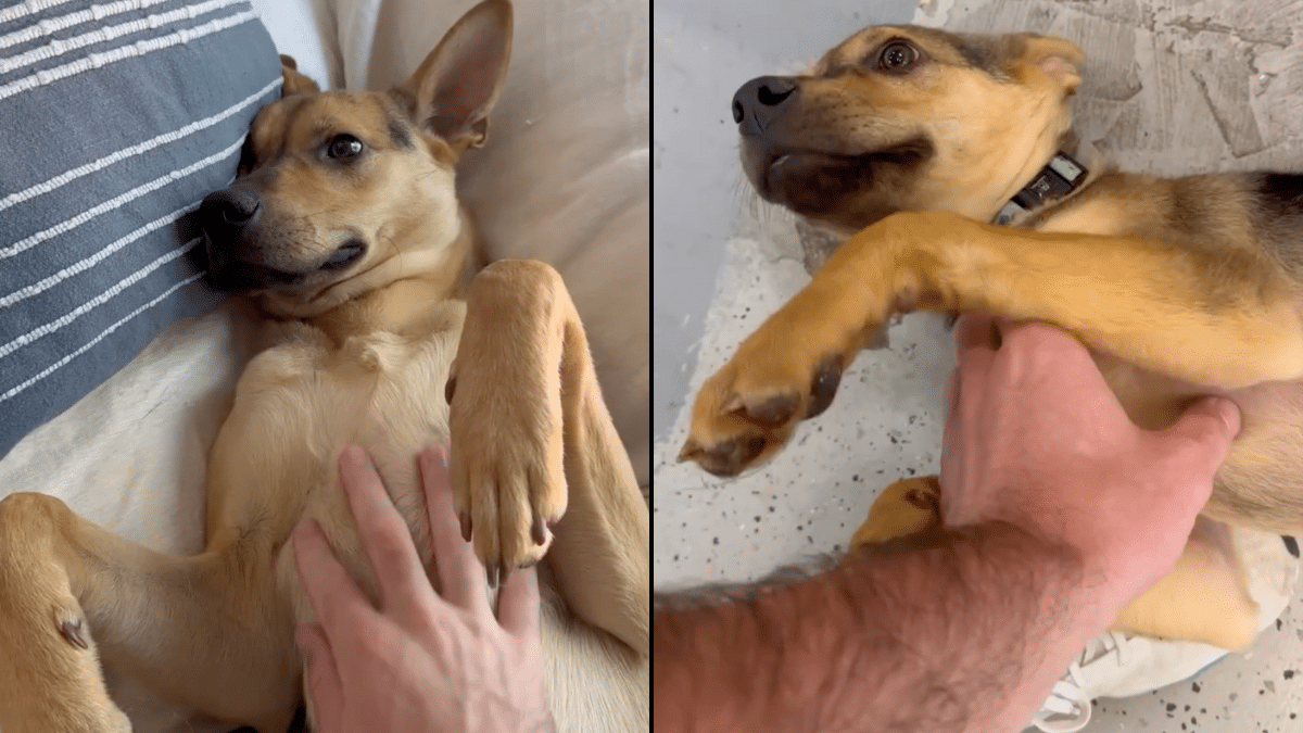Owner Realizes Why Rescue Dog Gets on His Back for Belly Rubs in ...