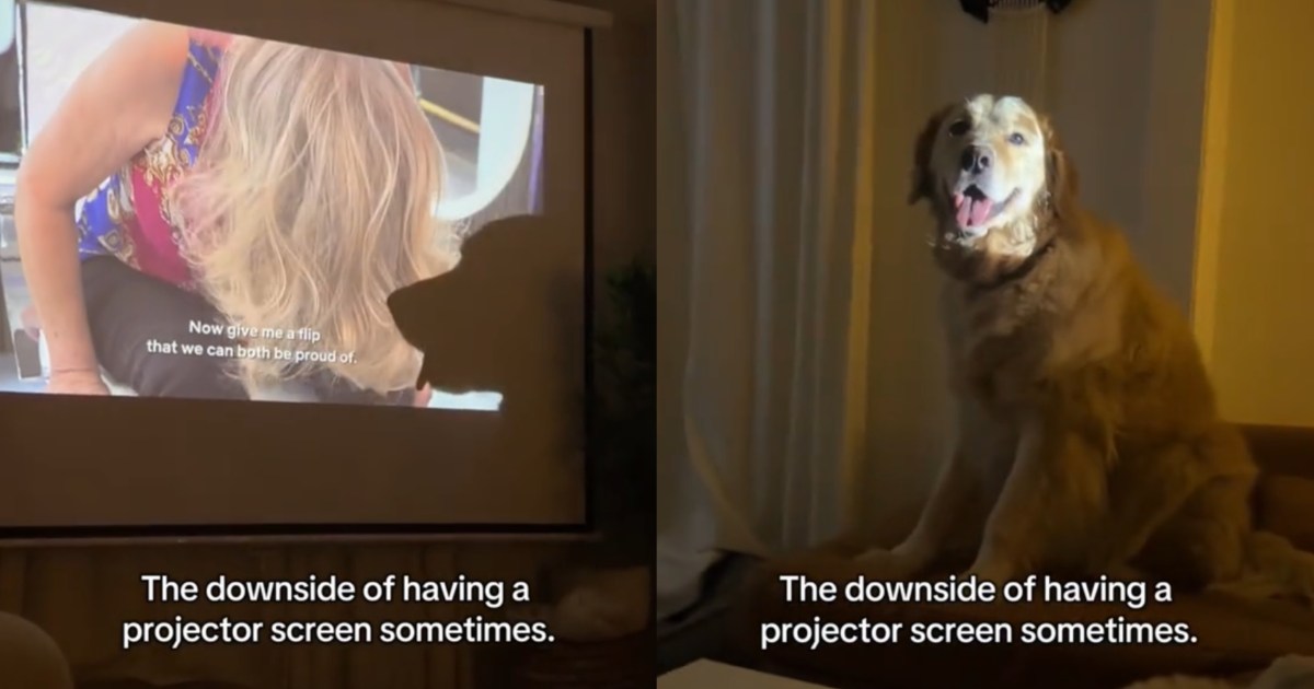 Dog Is Clueless About Casting Shadow on Owner's Projector Screen in ...
