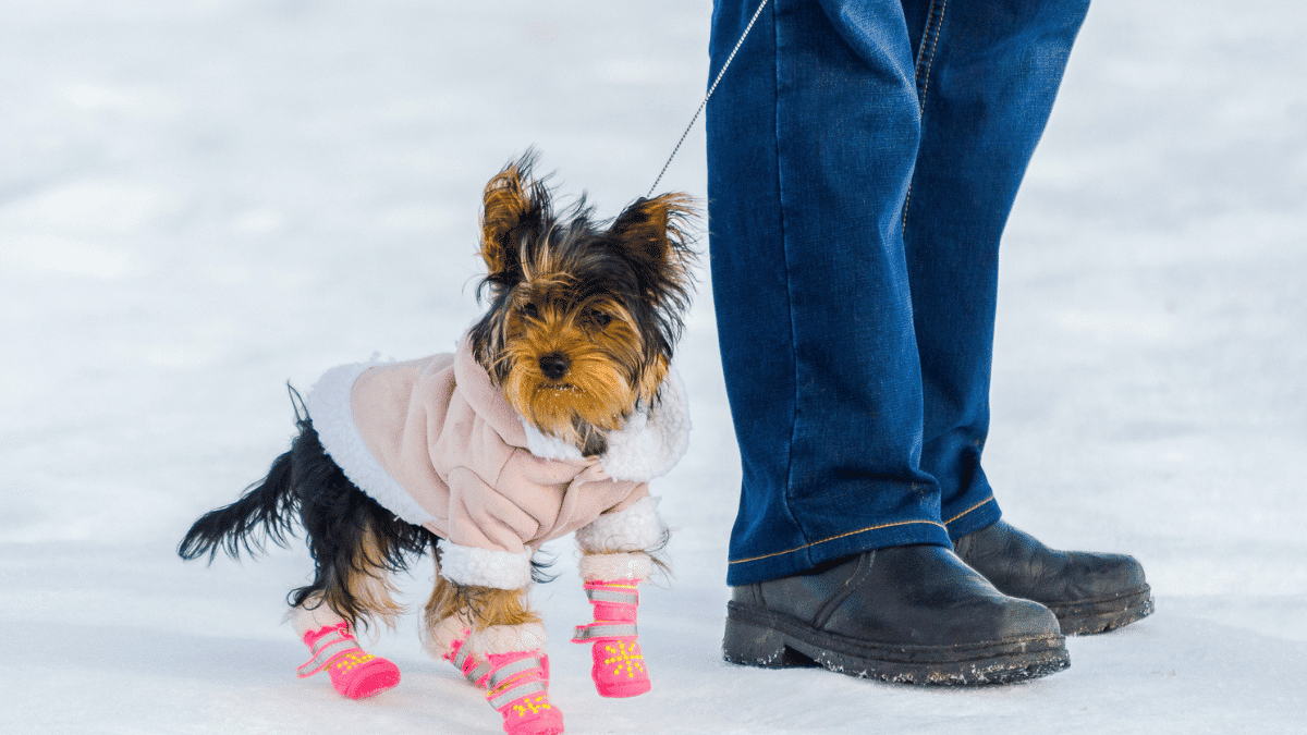 What Breed of Dog is Marmaduke? - DogTime