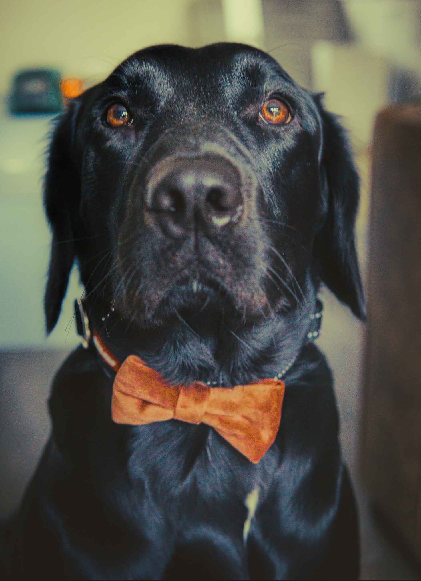 Springador Dog Breed Information & Characteristics