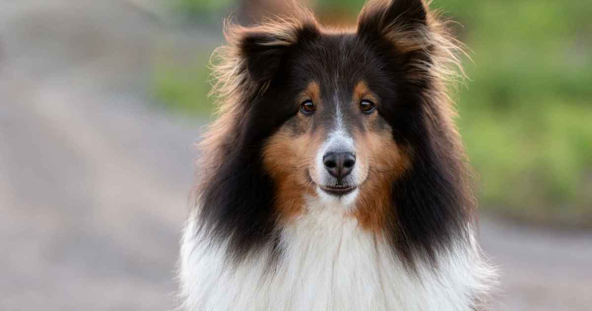 Shetland Sheepdog Dog Breed Information & Characteristics