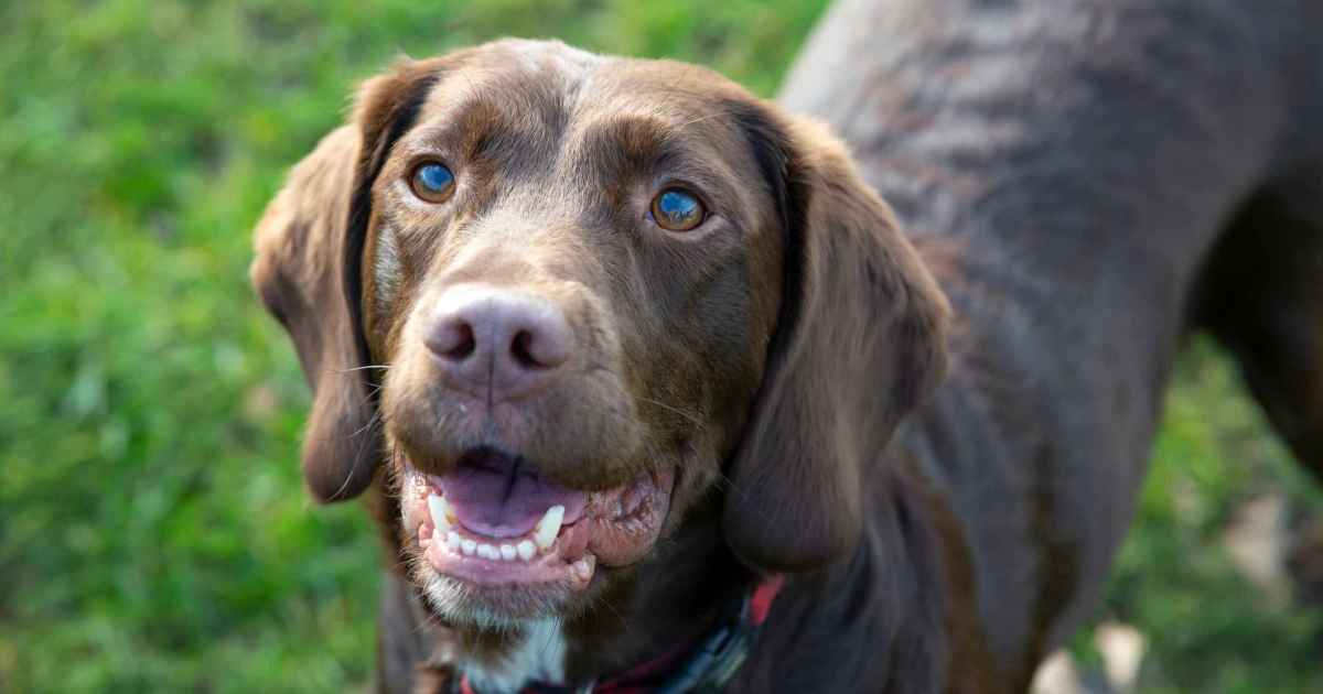 Springador Dog Breed Information & Characteristics